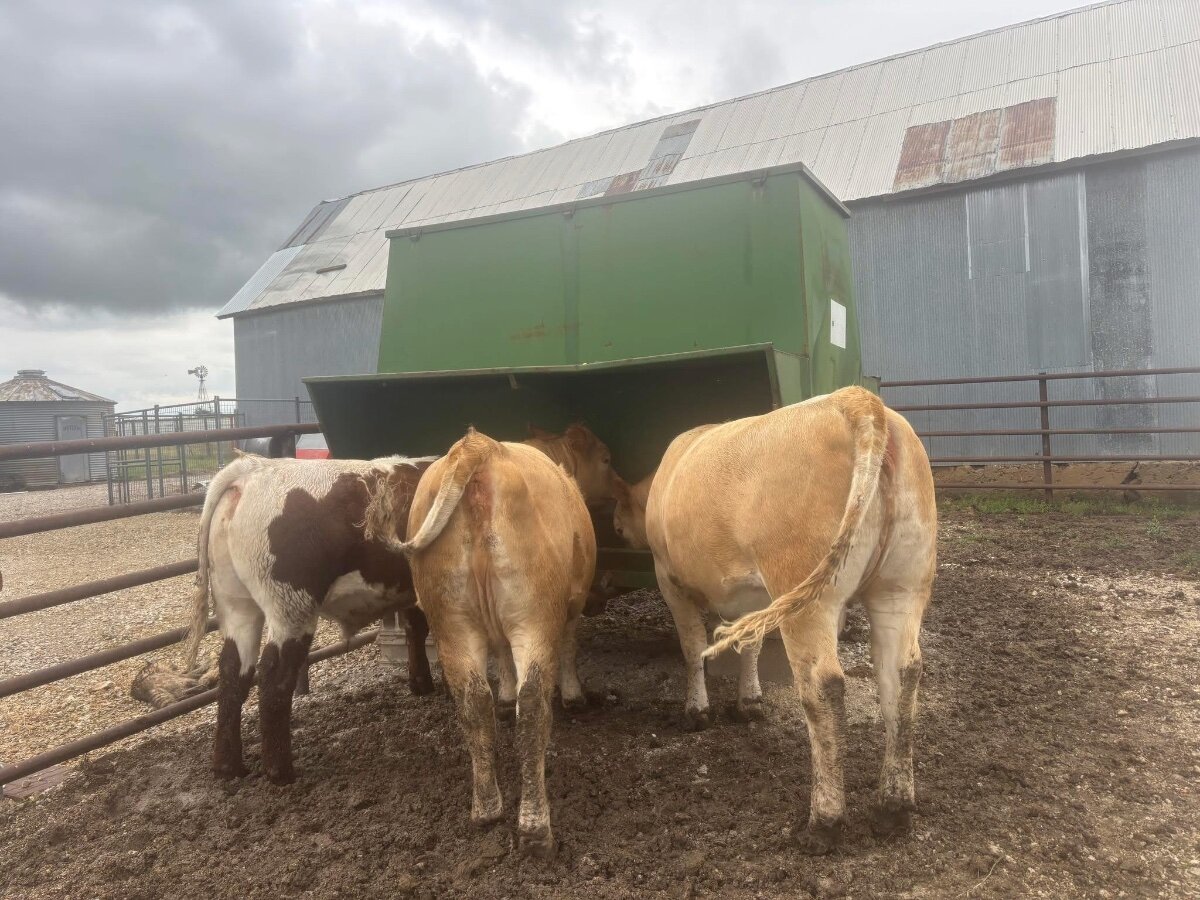 The cattle thread - Page 33 - General Chat - Red Power Magazine Community