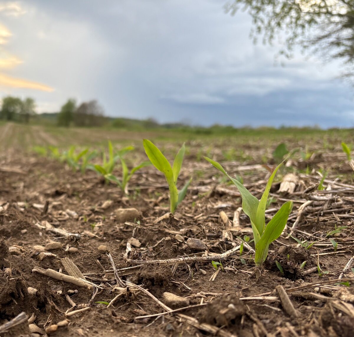 2025 Crops - General Chat - Red Power Magazine Community