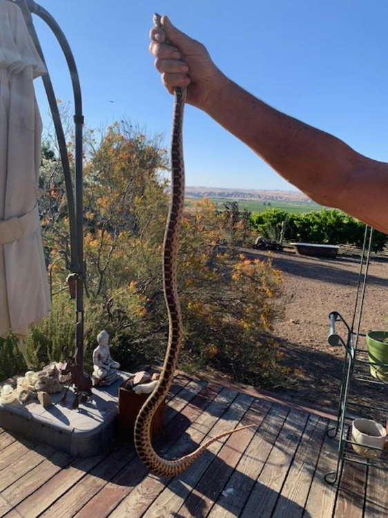 Snakes - General Chat - Red Power Magazine Community