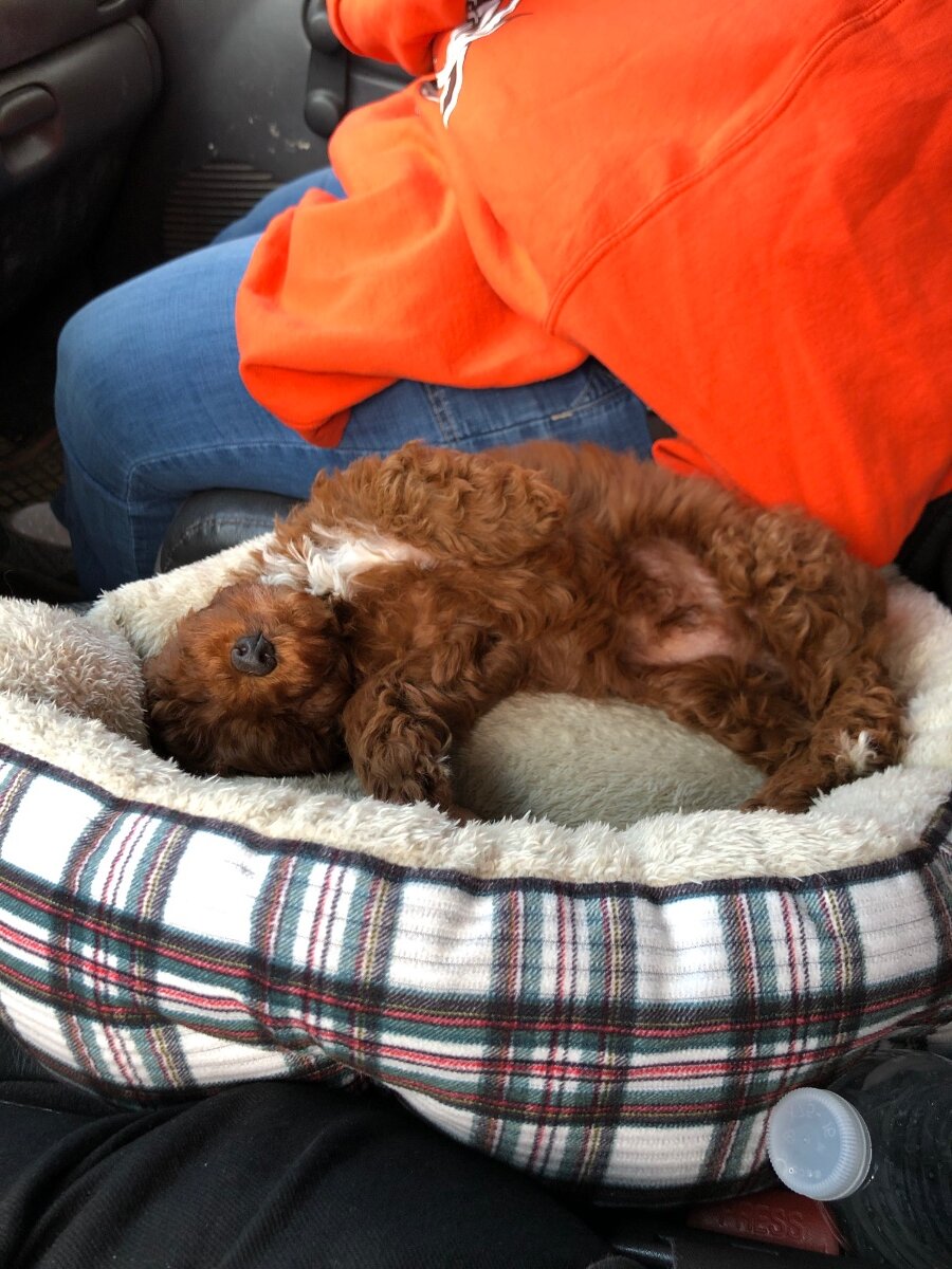 The Dog Thread - Page 164 - General Chat - Red Power Magazine Community