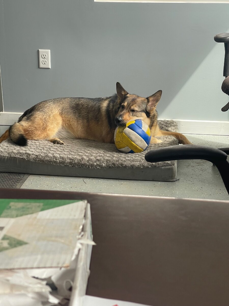 The Dog Thread - Page 159 - General Chat - Red Power Magazine Community