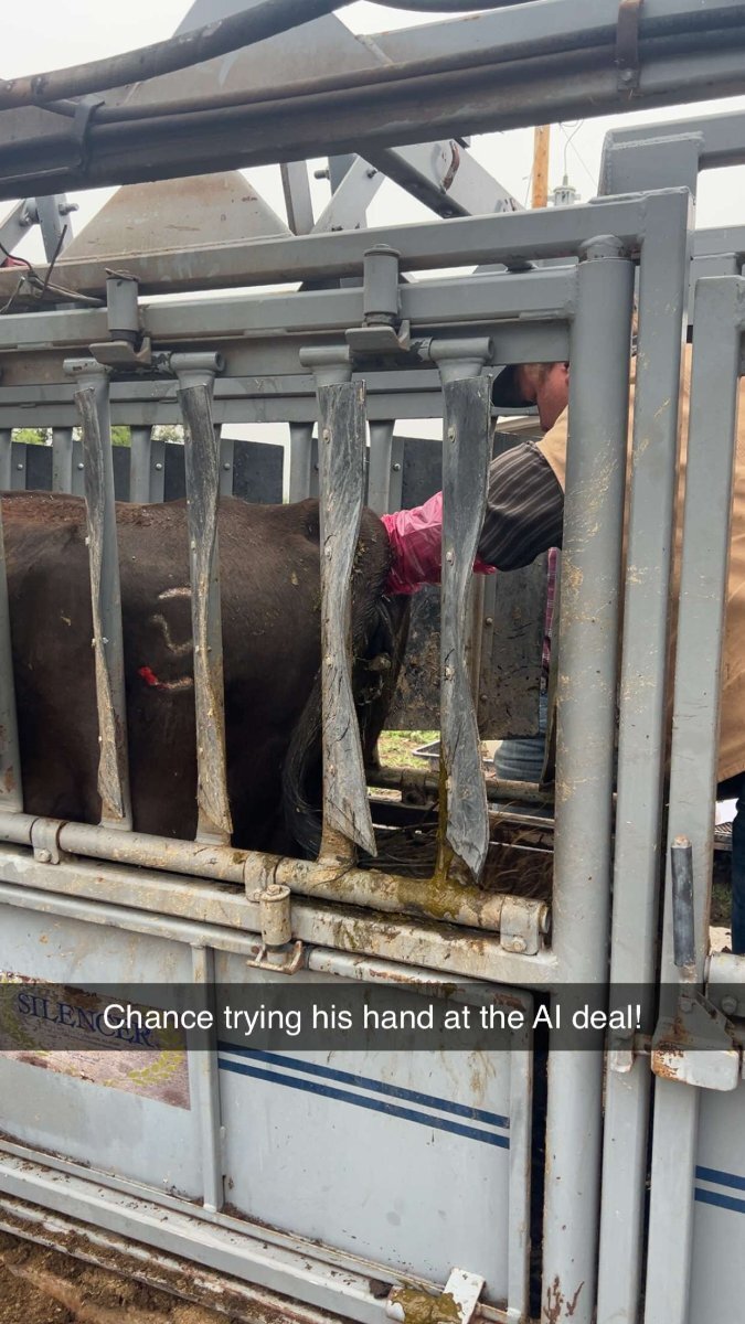 The cattle thread - Page 7 - General Chat - Red Power Magazine Community