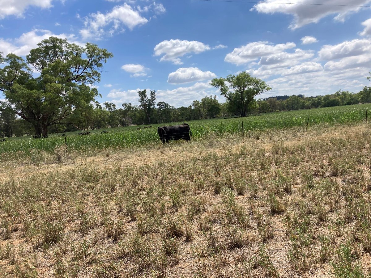 Mexican beef - General Chat - Red Power Magazine Community