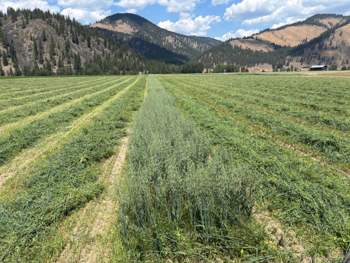 What did you do with your Red tractor today? - Page 154 - General Chat ...