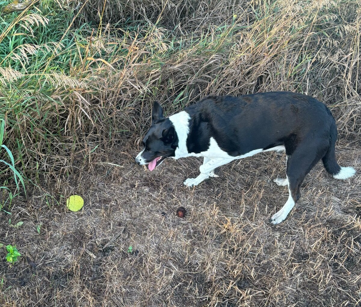 The Dog Thread - Page 172 - General Chat - Red Power Magazine Community