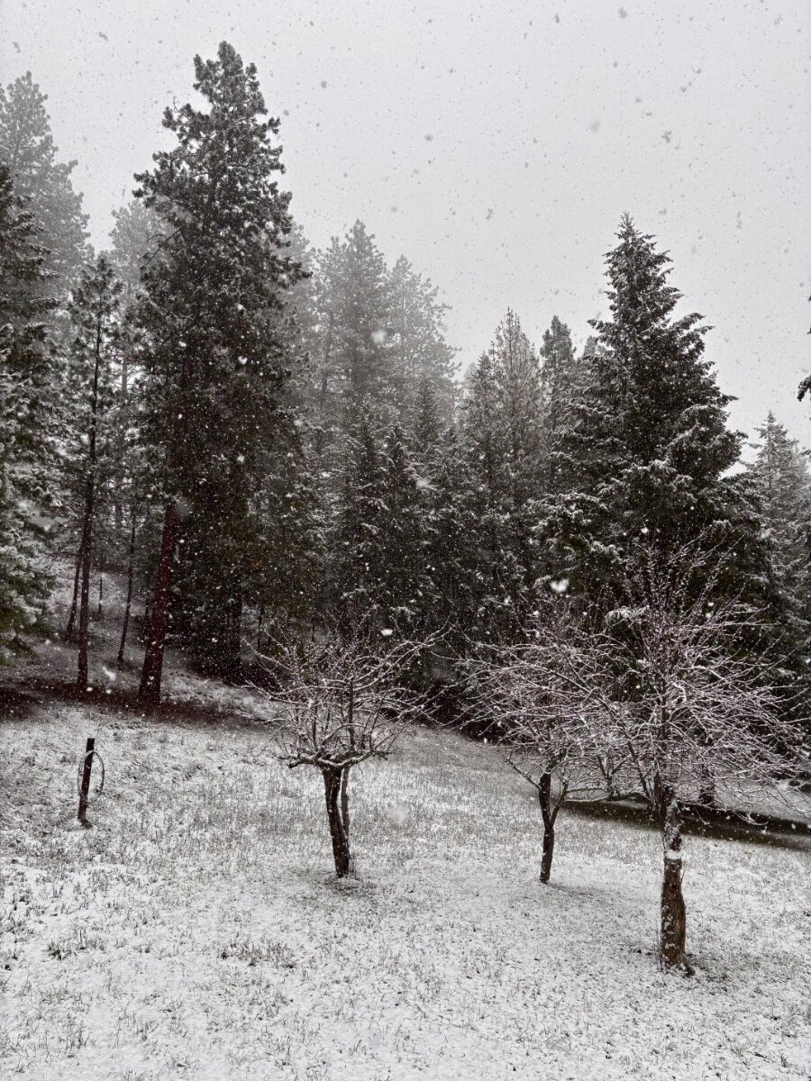 White Christmas? - General Chat - Red Power Magazine Community