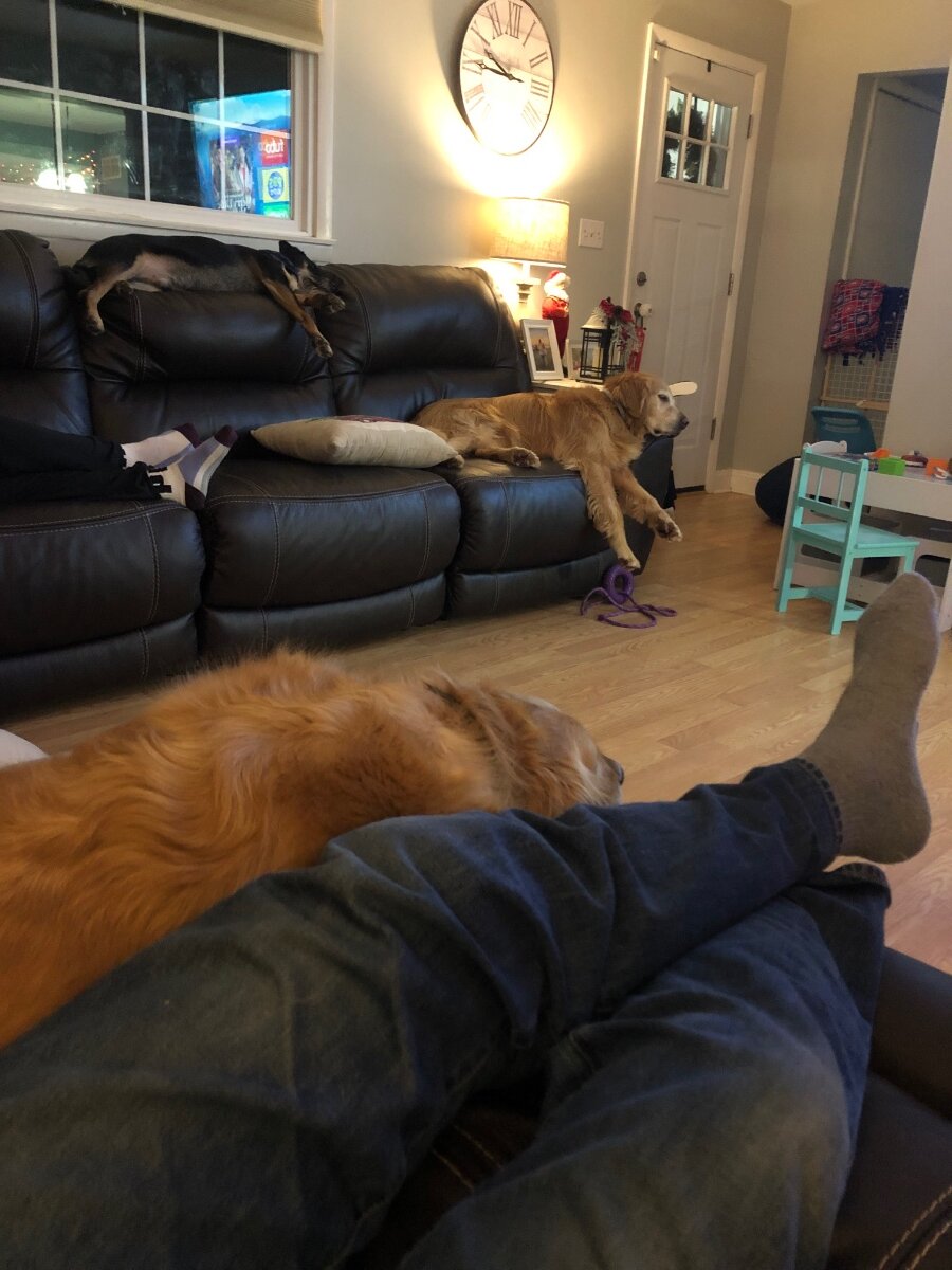 The Dog Thread - Page 180 - General Chat - Red Power Magazine Community