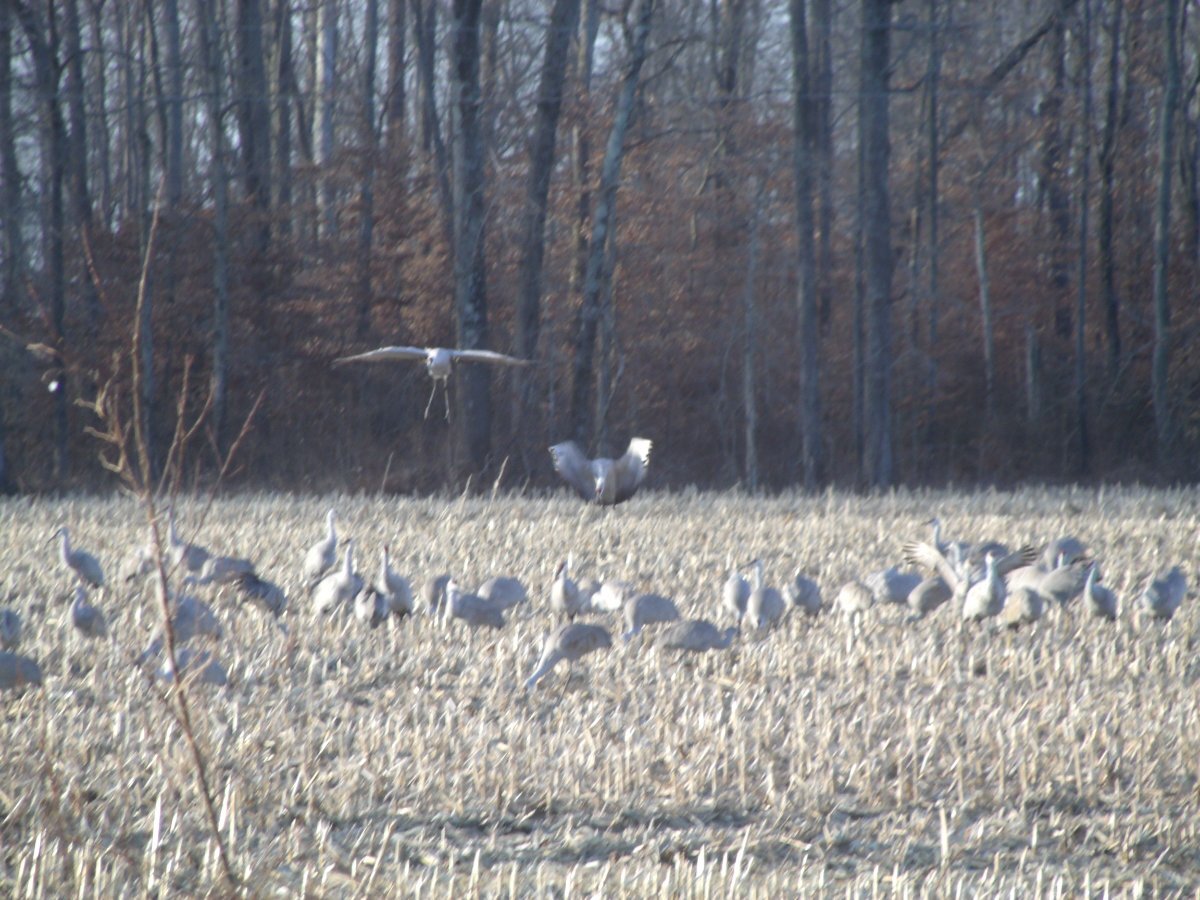 Sand hill cranes - Page 2 - General Chat - Red Power Magazine Community