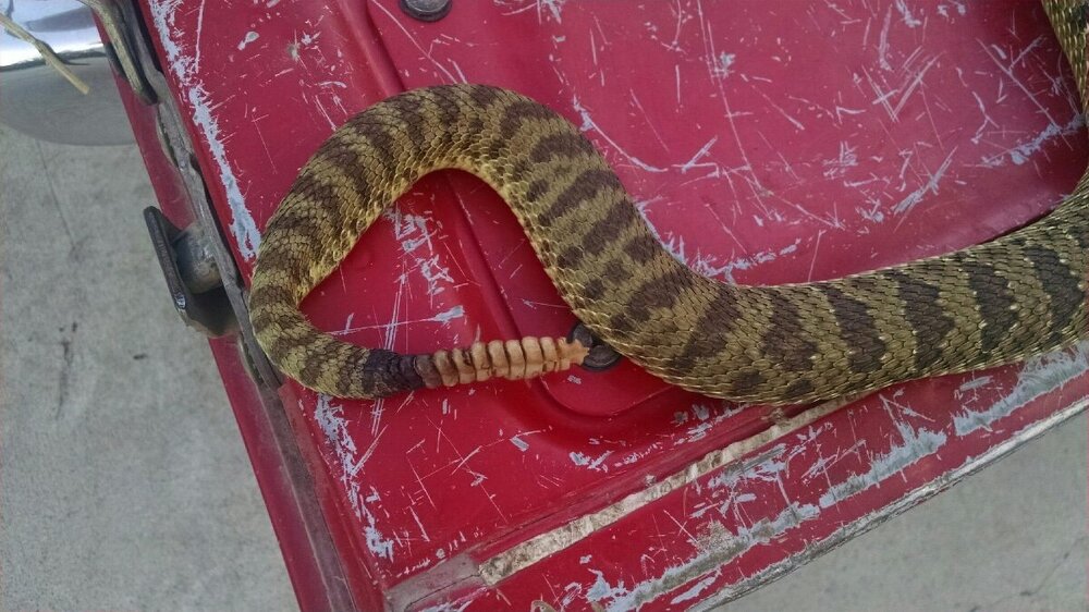 Ever catch a snake in a mousetrap? - General Chat - Red Power Magazine ...