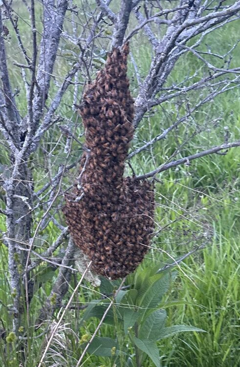 Friend called saying he has a swarm. - General Chat - Red Power ...