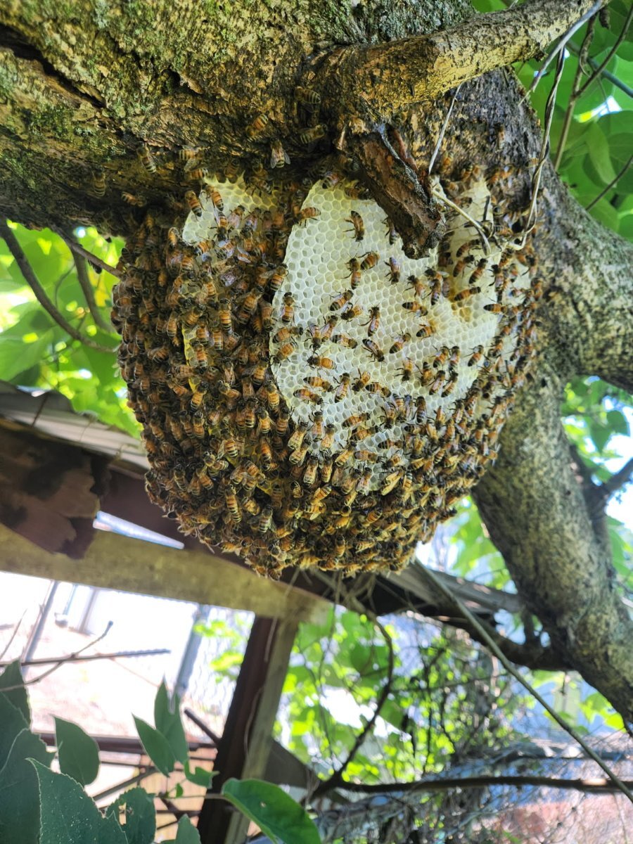 Friend called saying he has a swarm. - General Chat - Red Power ...