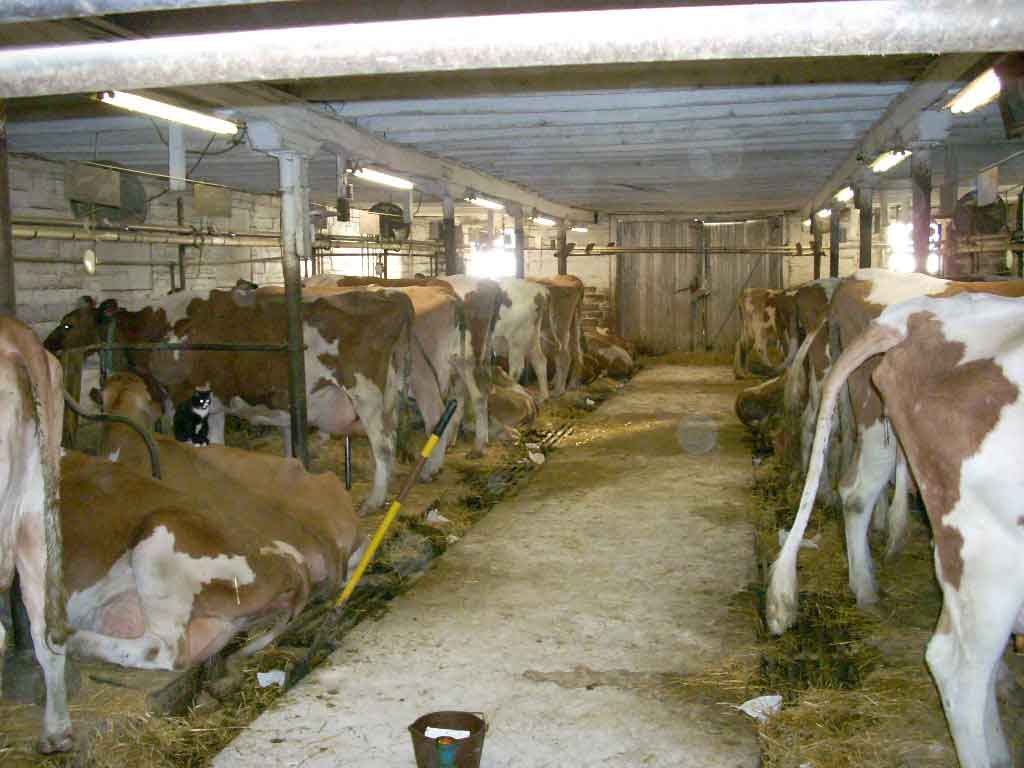 Fritsche Farms Reg Guernseys - General Chat - Red Power Magazine Community