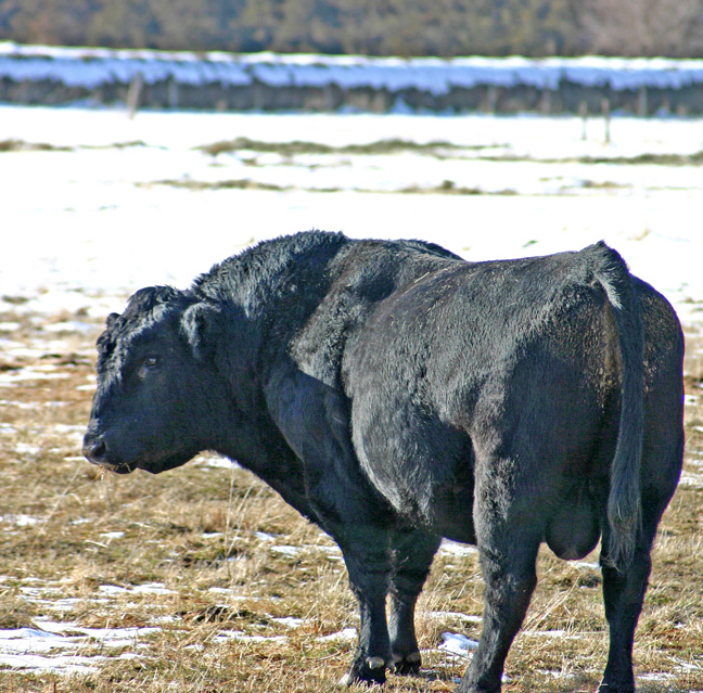 Mean Bull - General Chat - Red Power Magazine Community