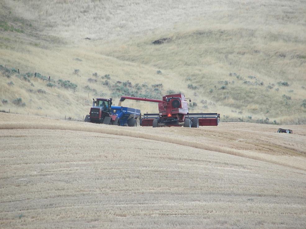 Pictures of this years wheat harvest...the right color! - General Chat ...
