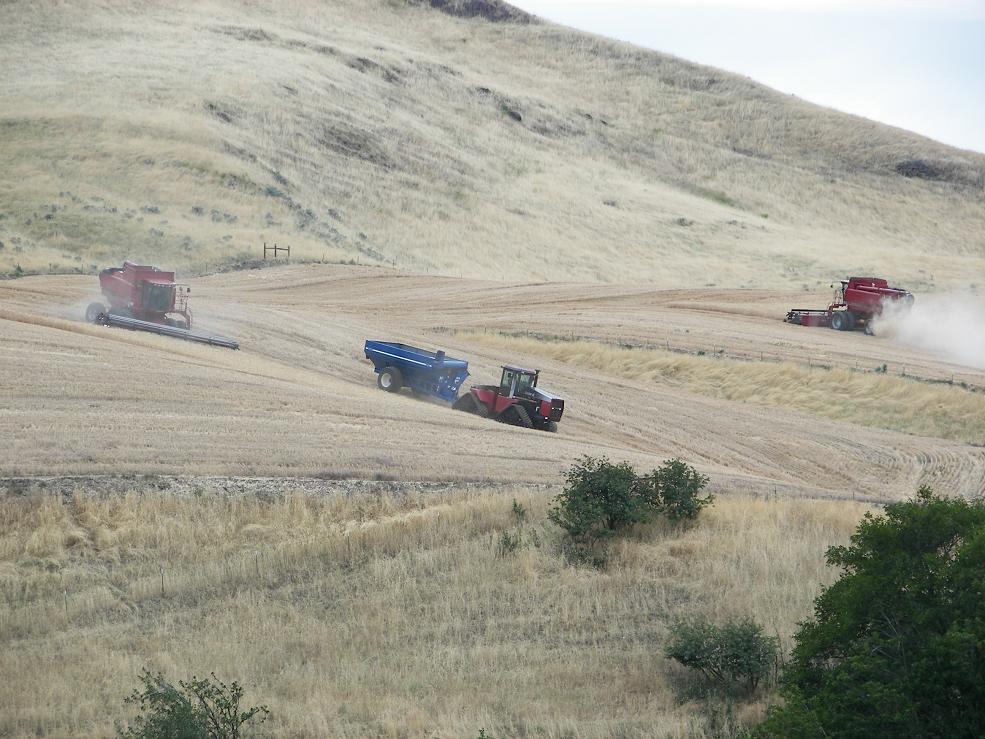 Pictures of this years wheat harvest...the right color! - General Chat ...