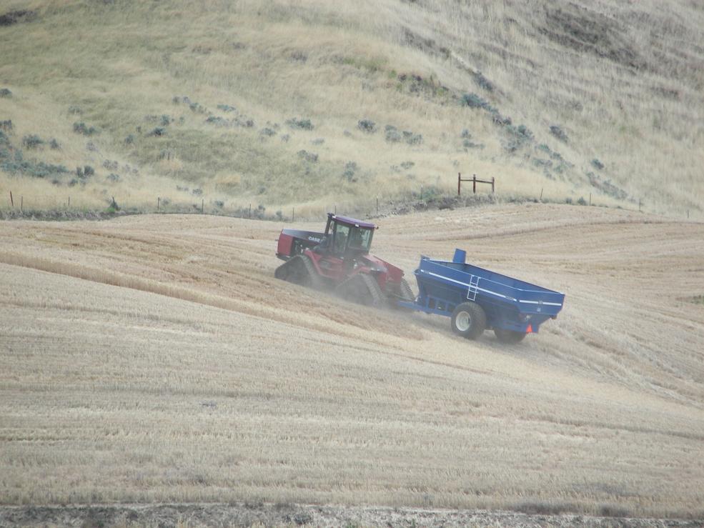 Pictures of this years wheat harvest...the right color! - General Chat ...