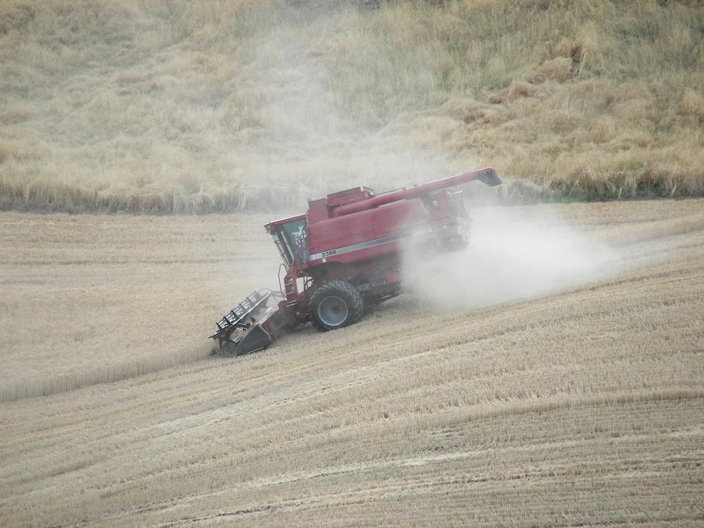 Pictures of this years wheat harvest...the right color! - General Chat ...