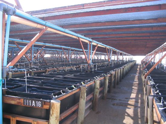 Some Abalone farming pictures - General Chat - Red Power Magazine Community