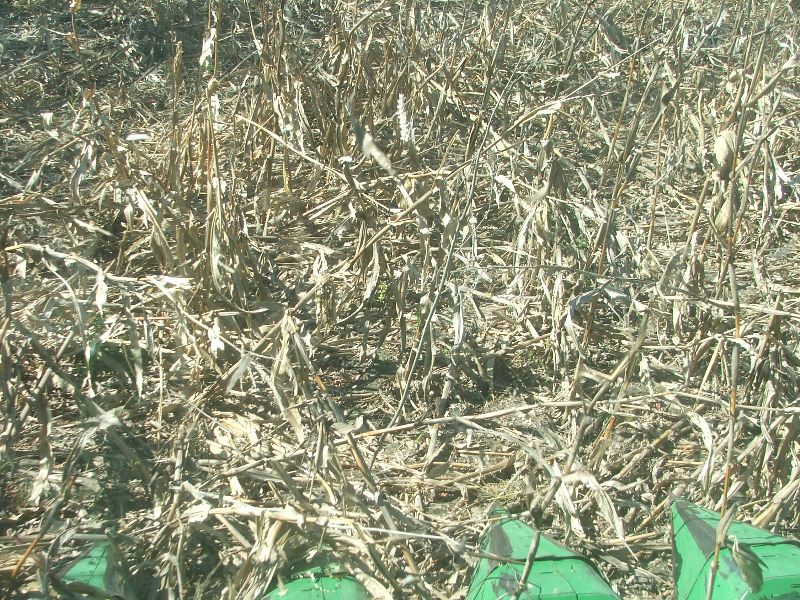 Deer infested corn - General Chat - Red Power Magazine Community