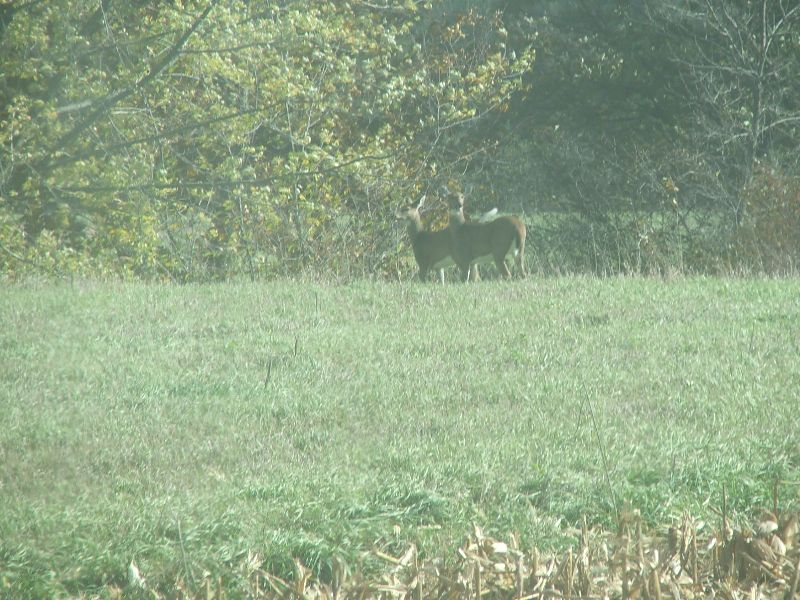 Deer infested corn - General Chat - Red Power Magazine Community