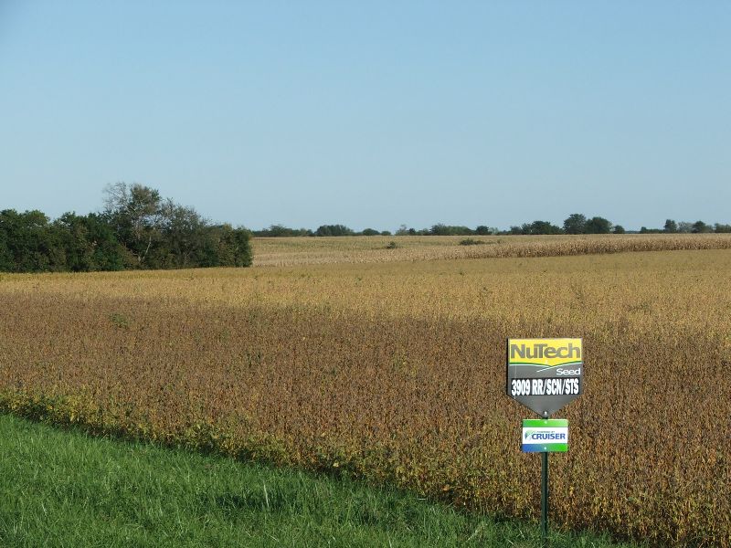 Pictures of different soybean colors - General Chat - Red Power ...
