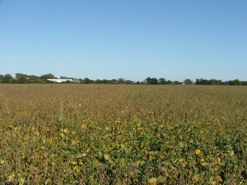 Pictures of different soybean colors - General Chat - Red Power ...