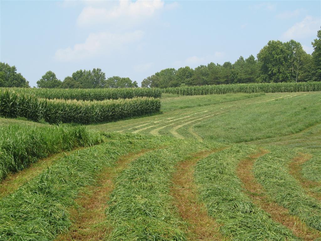 THINKING ABOUT MAKING HAY ! - General Chat - Red Power Magazine Community