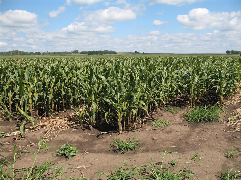 Seed Corn - General Chat - Red Power Magazine Community